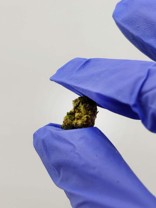 Pablo's Revenge Smalls – High Life